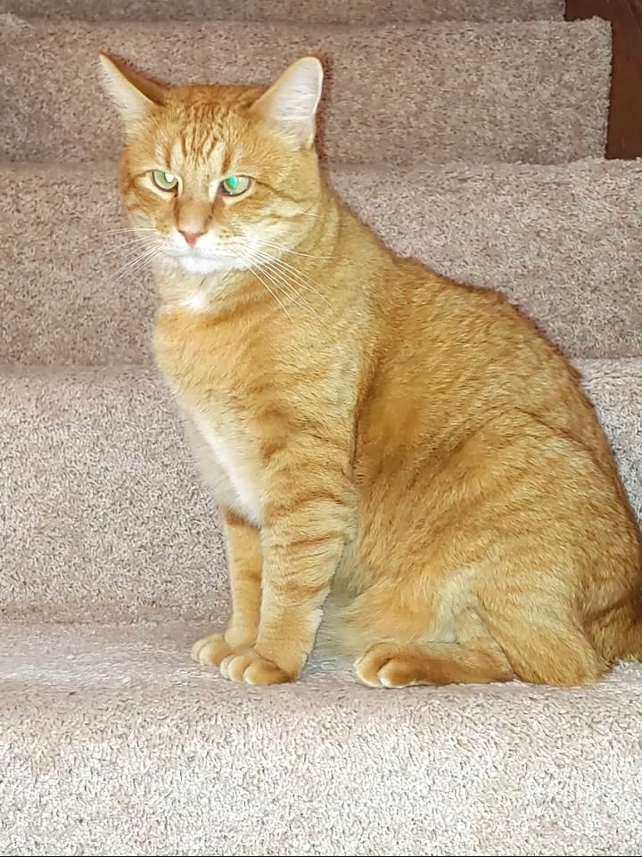 Gus the Deployed Cat – Glenna S. Edwards